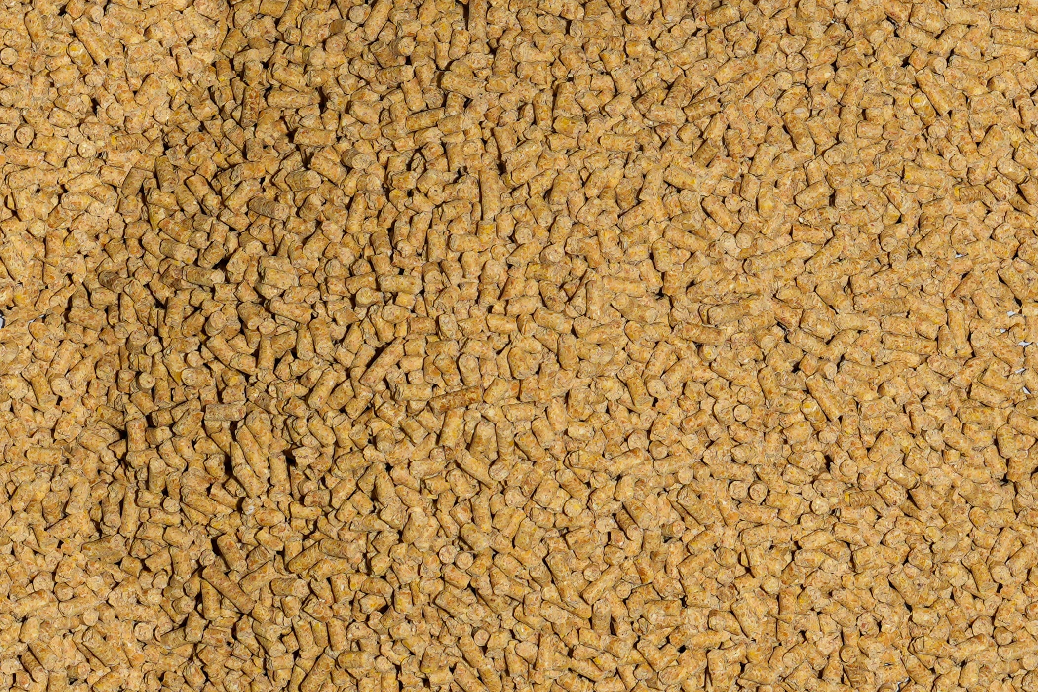 Poultry Feed Suppliers In UAE | Quail Layer 24% Pellets