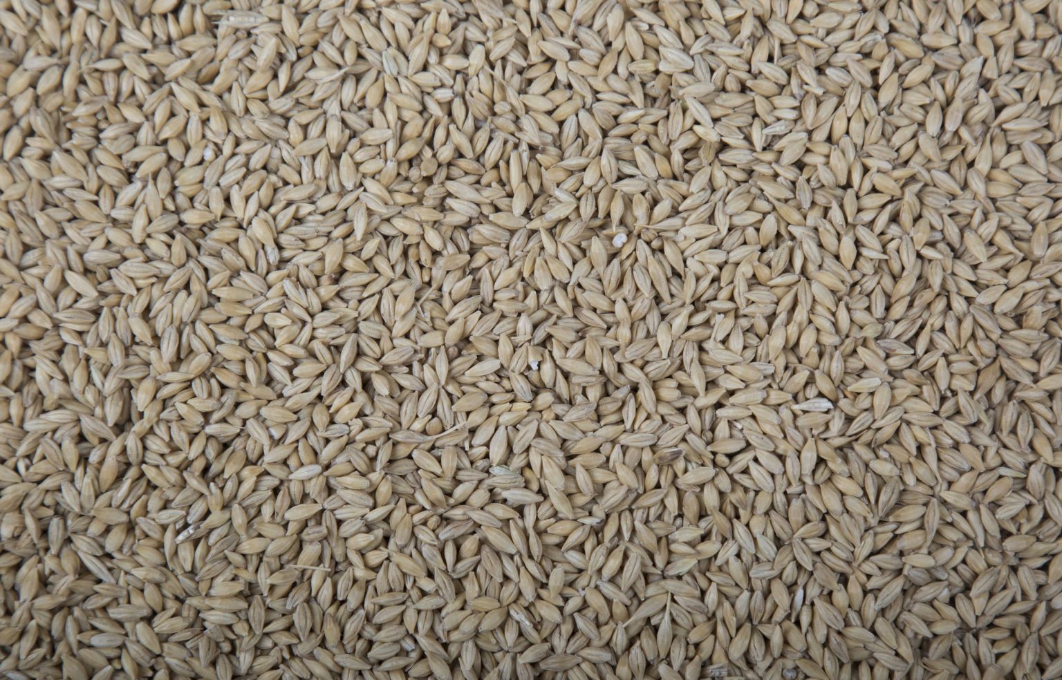 Barley | Premium Cereals - Zabeel Feed